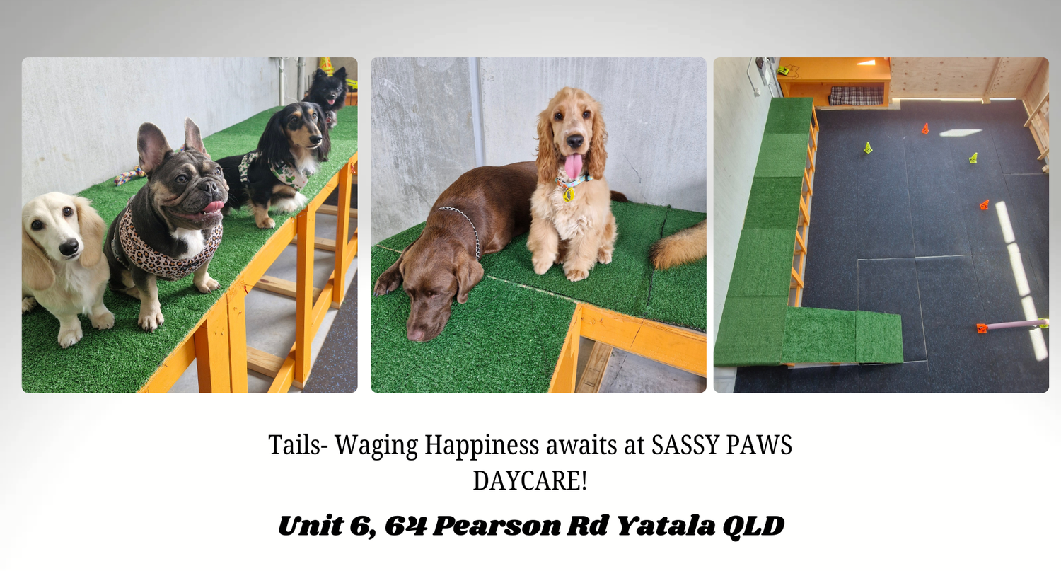 Doggy Daycare, Training,Dry Treats, Home Made Meal & Birthday Parties ...