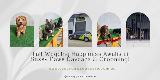 Doggy Daycare, Training, Hydro Bath , treats & Grooming – Sassy Paws ...