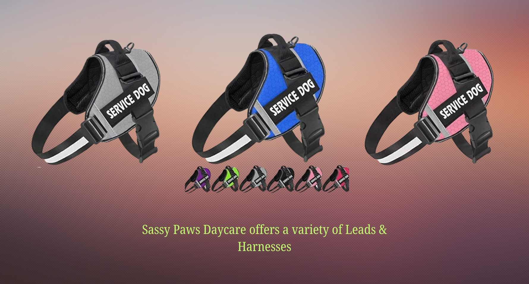 Doggy Daycare,Training, Dry Treats, Grooming and Dog Products – Sassy ...